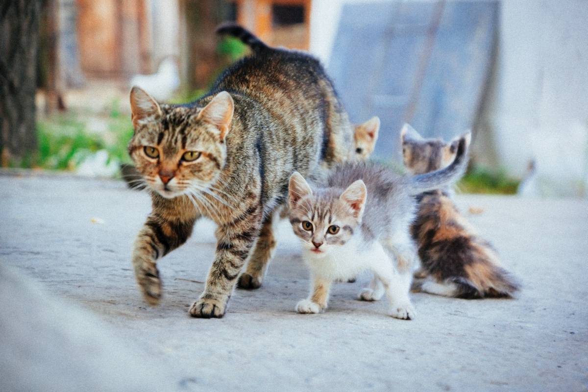 Dlaczego kotka gryzie swoje małe? | Madkittens.pl