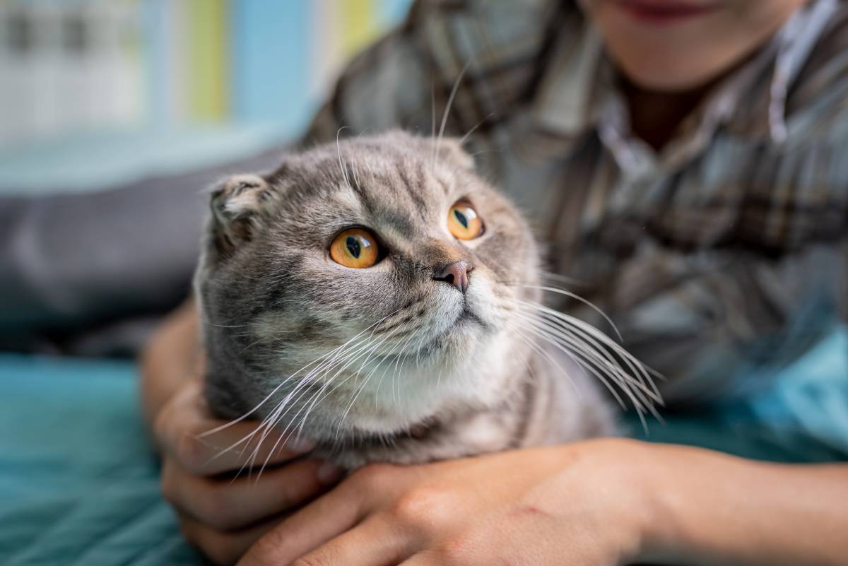 Kot szkocki zwisłouchy (scottish fold) - cena, zdrowie, charakter | Madkittens.pl
