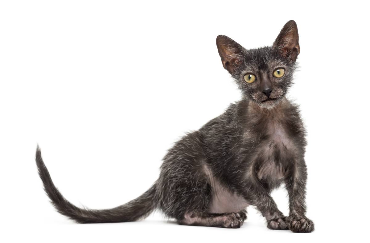 Kot Lykoi – cena, charakter, pielęgnacja | Madkittens.pl